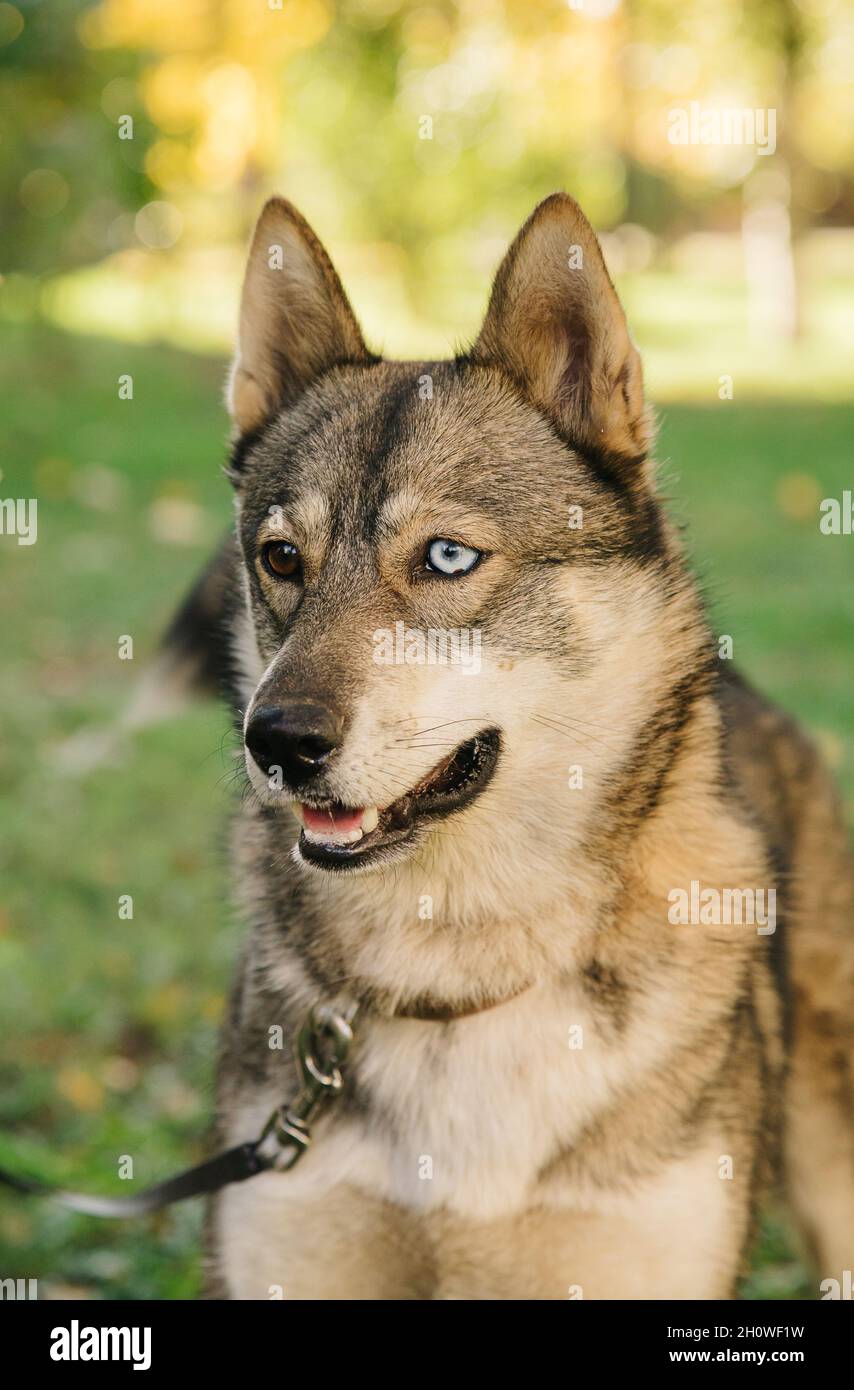 Portrait d'un chiot mignon avec arrière-plan de bokeh de feuillage.Photo de tête de chien ...
