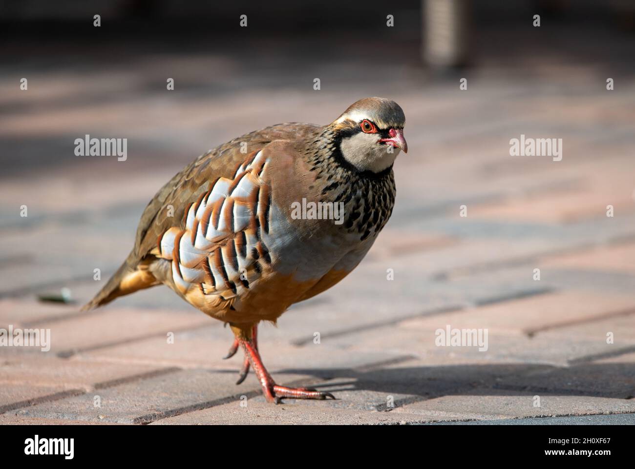 Oiseau perdrix pattes rouges Banque de photographies et d’images à ...