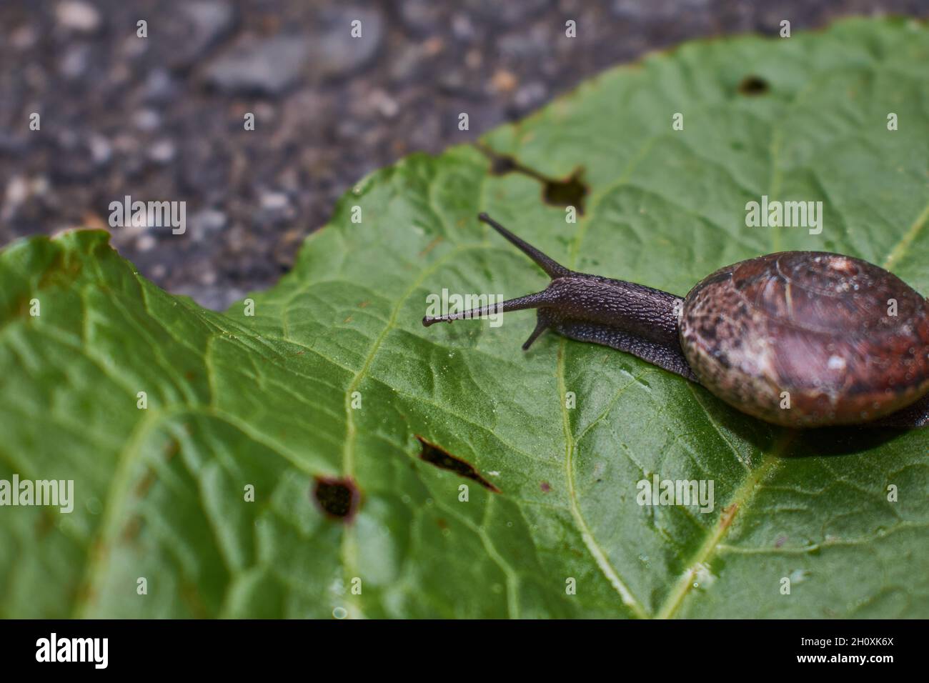 Gros plan d'un escargot Banque de photographies et d’images à haute ...