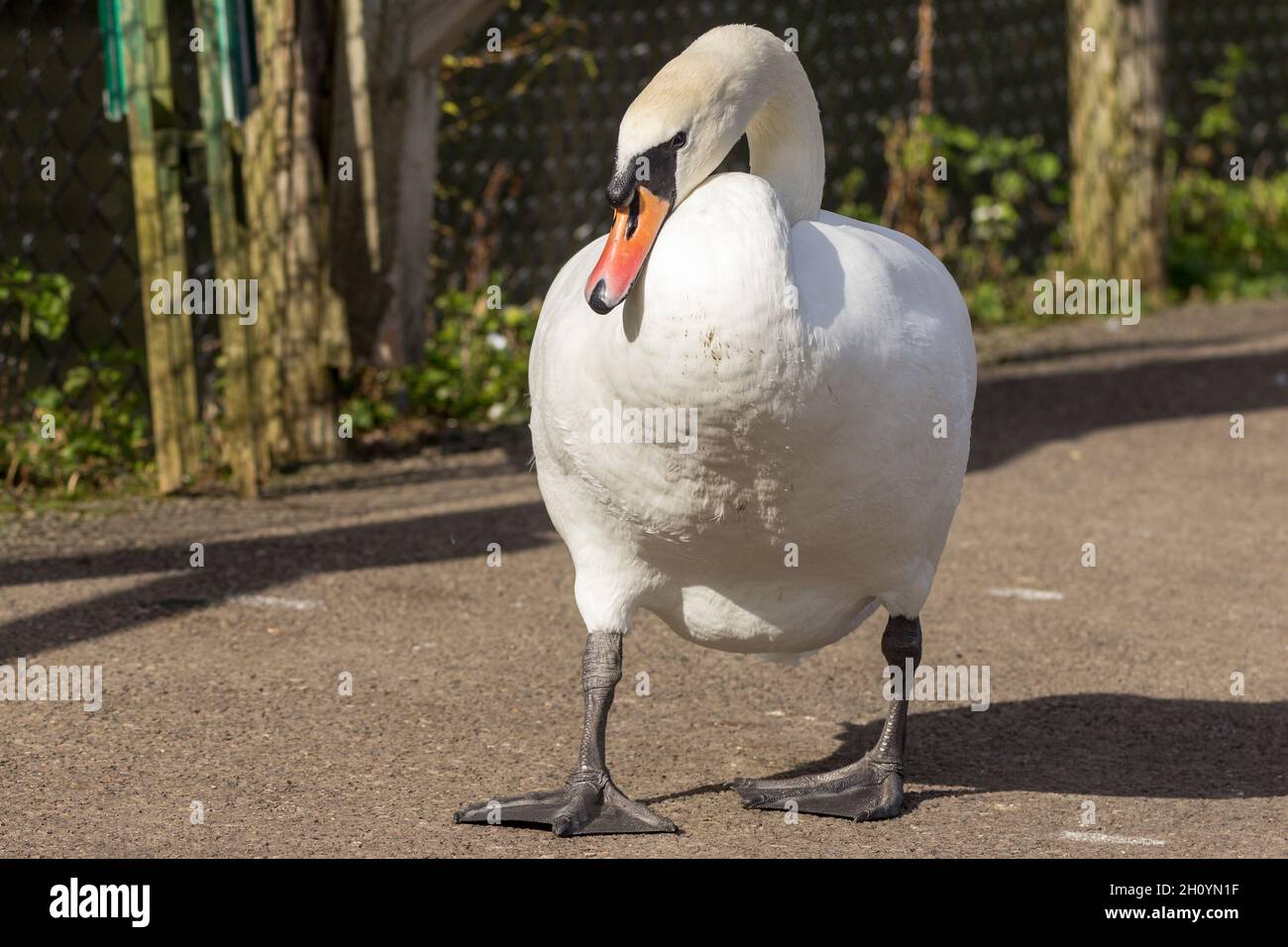 Muet Cygnus olor Grand blanc oiseau humide long cou noir toile de fond pieds et base de la ...