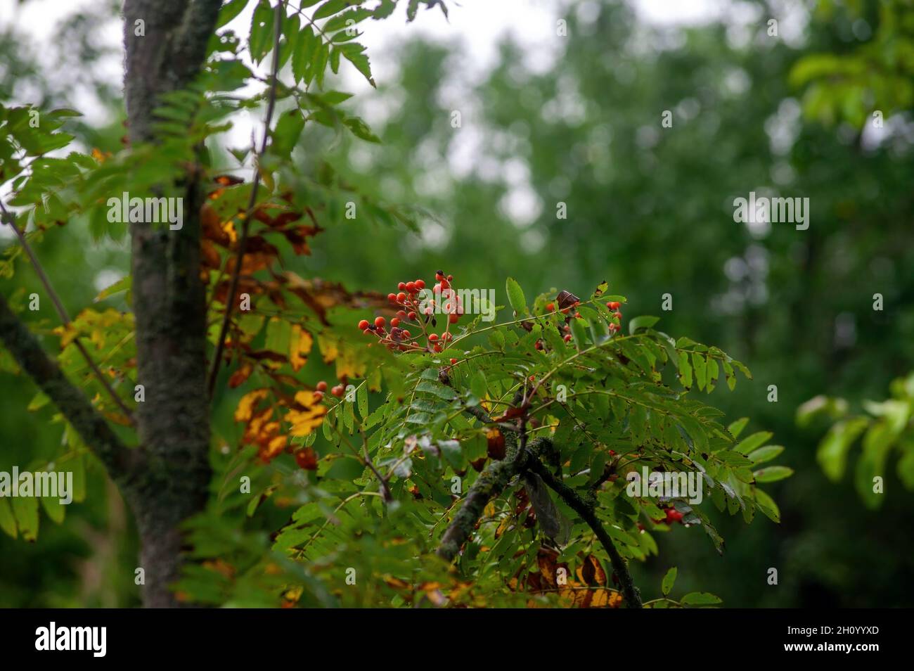 Sur une branche de rowan sorbus aucuparia avec des fruits Banque de ...
