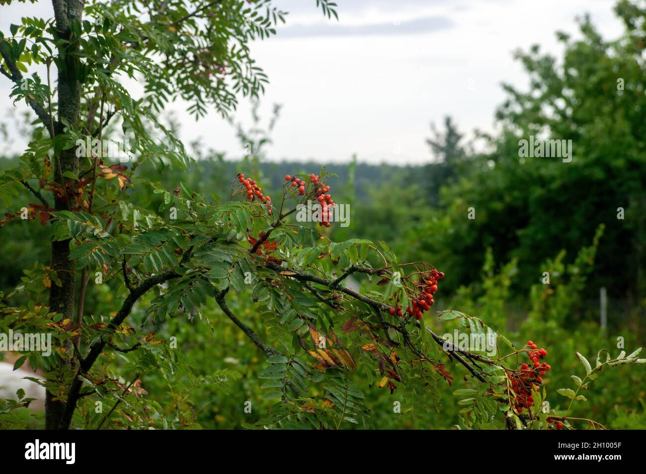 Sur une branche de rowan sorbus aucuparia avec des fruits Banque de ...