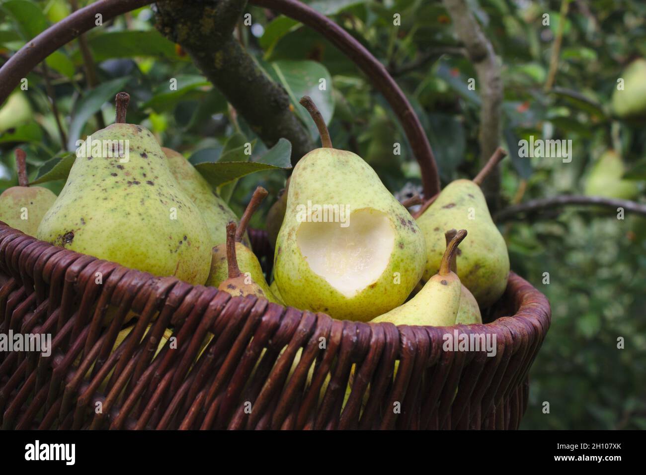 Paniers de poires Banque de photographies et d’images à haute ...