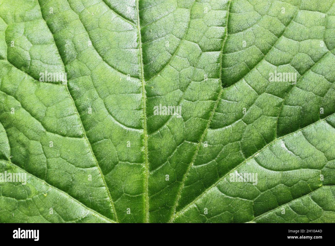 Gros plan des nervures des feuilles Banque de photographies et d’images ...