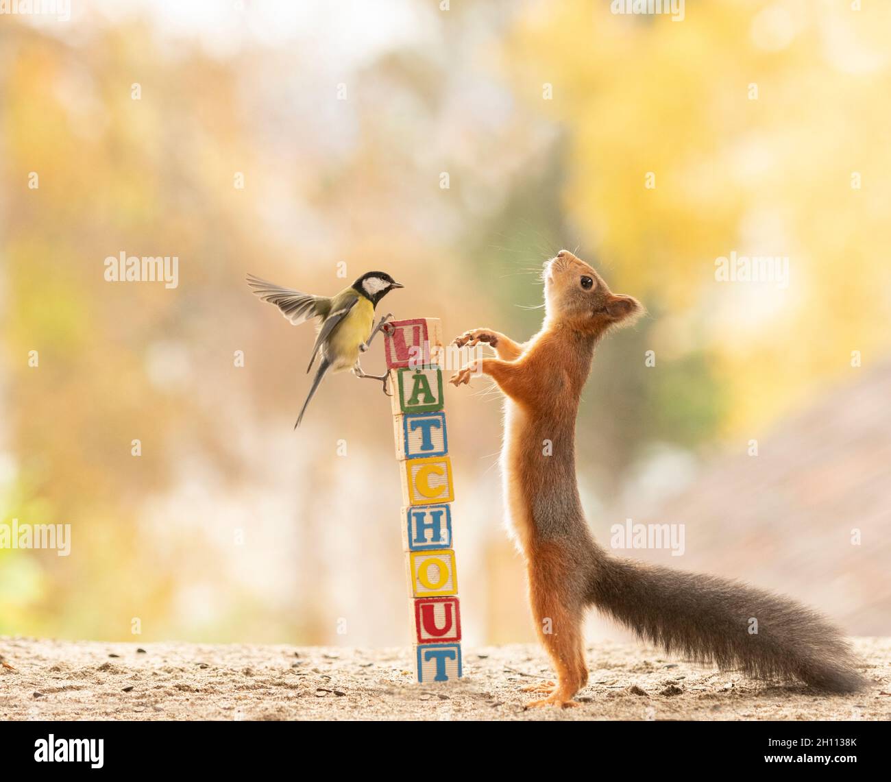 l'écureuil et le tité rouges sont debout avec des blocs de lettres avec ...