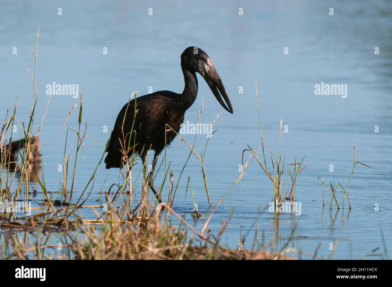 Une cigogne africaine à bec ouvert, Anastomus lamelligerus, chasse au ...