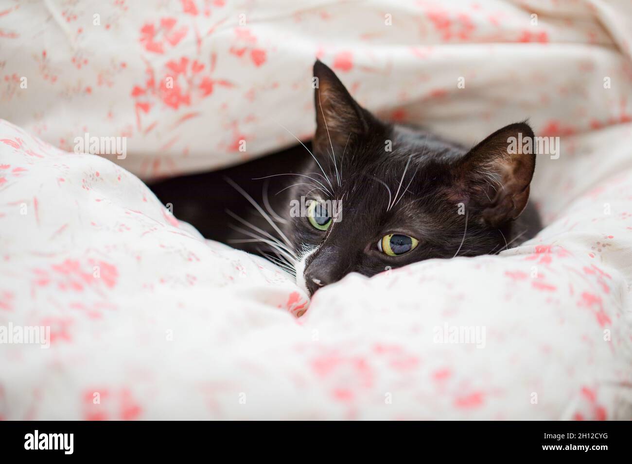 Le chat dormant dans la literie, relaxant et se prélassant Photo Stock ...