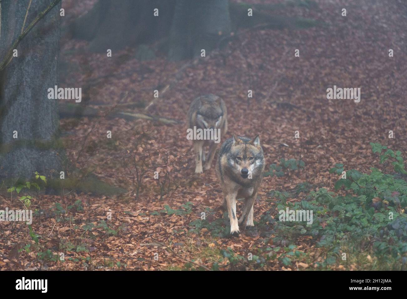 Deux loups gris, Canis lupus, marchant dans la brume.Le parc national ...