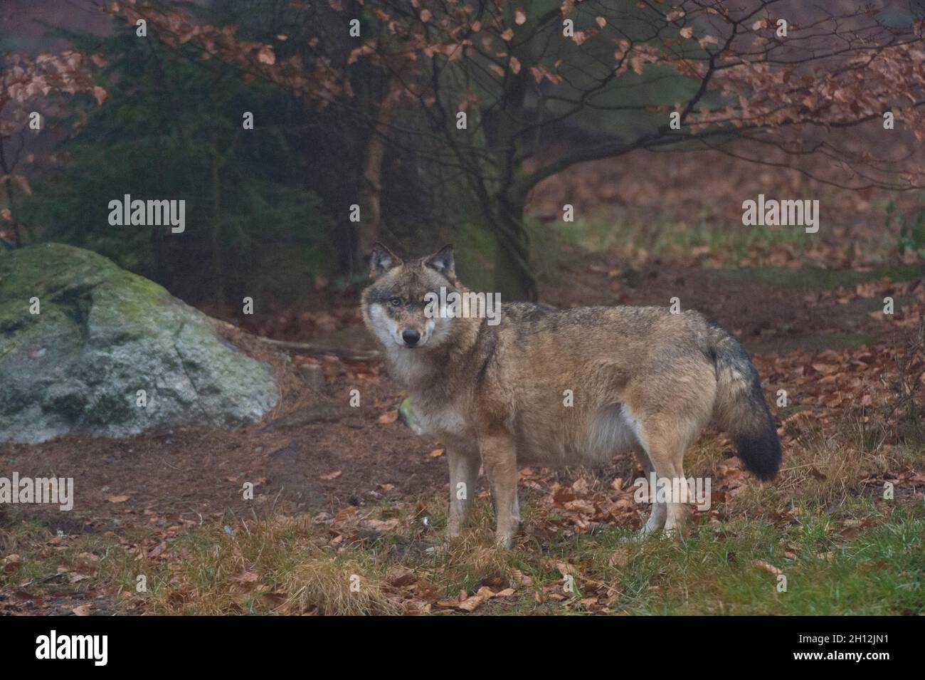Un loup gris, Canis lupus, dans la brume.Le parc national de ...