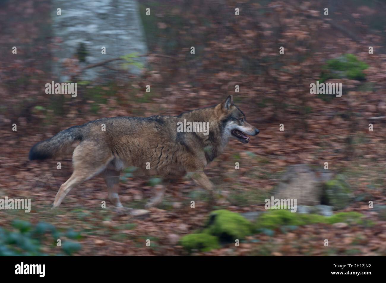 Un loup gris, Canis lupus, courant.Le parc national de Bayerischer Wald ...