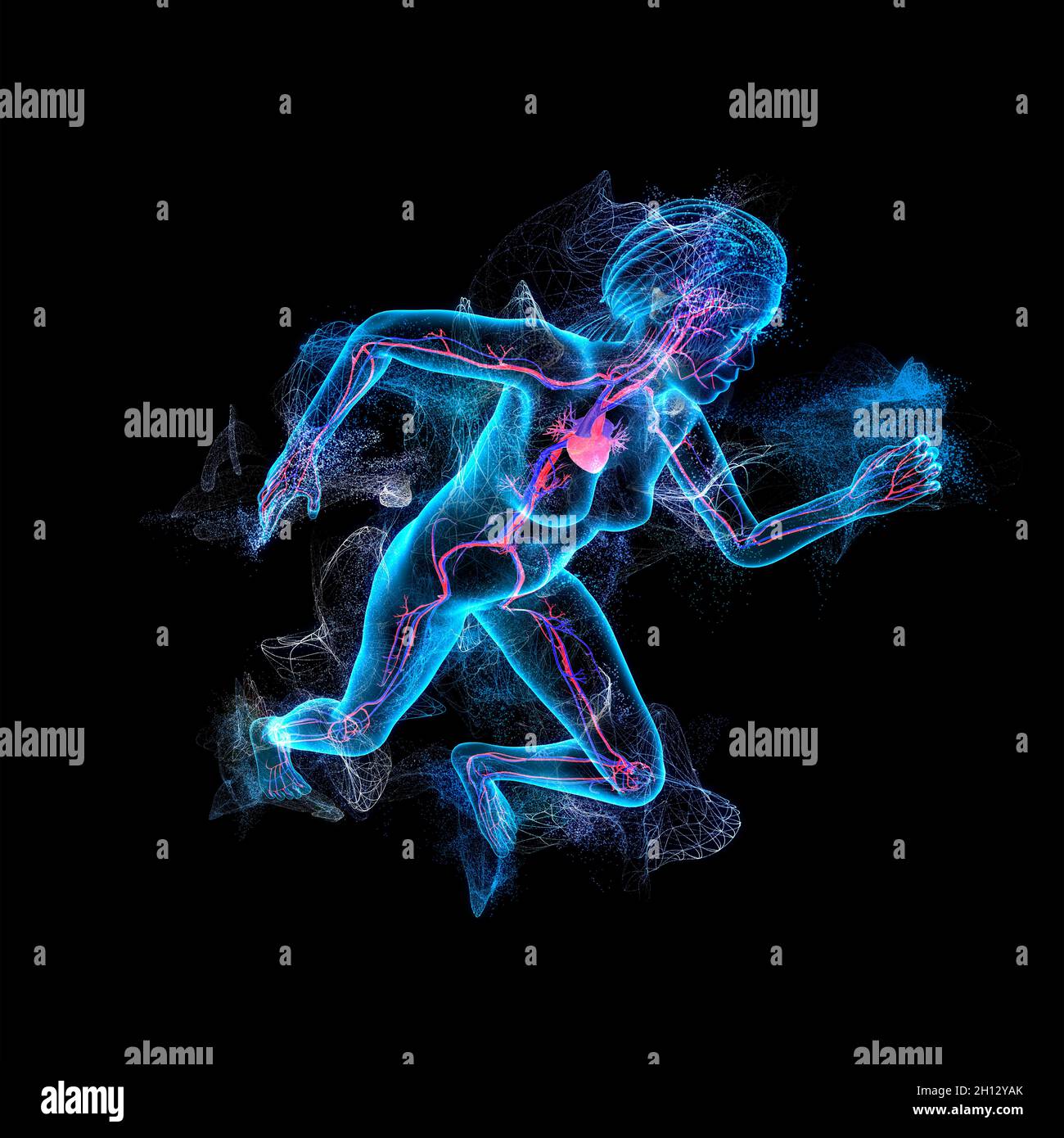 L'anatomie humaine, illustration Photo Stock - Alamy