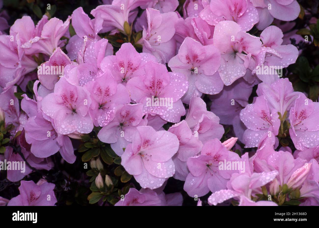 Azalea bush Banque de photographies et d’images à haute résolution - Alamy