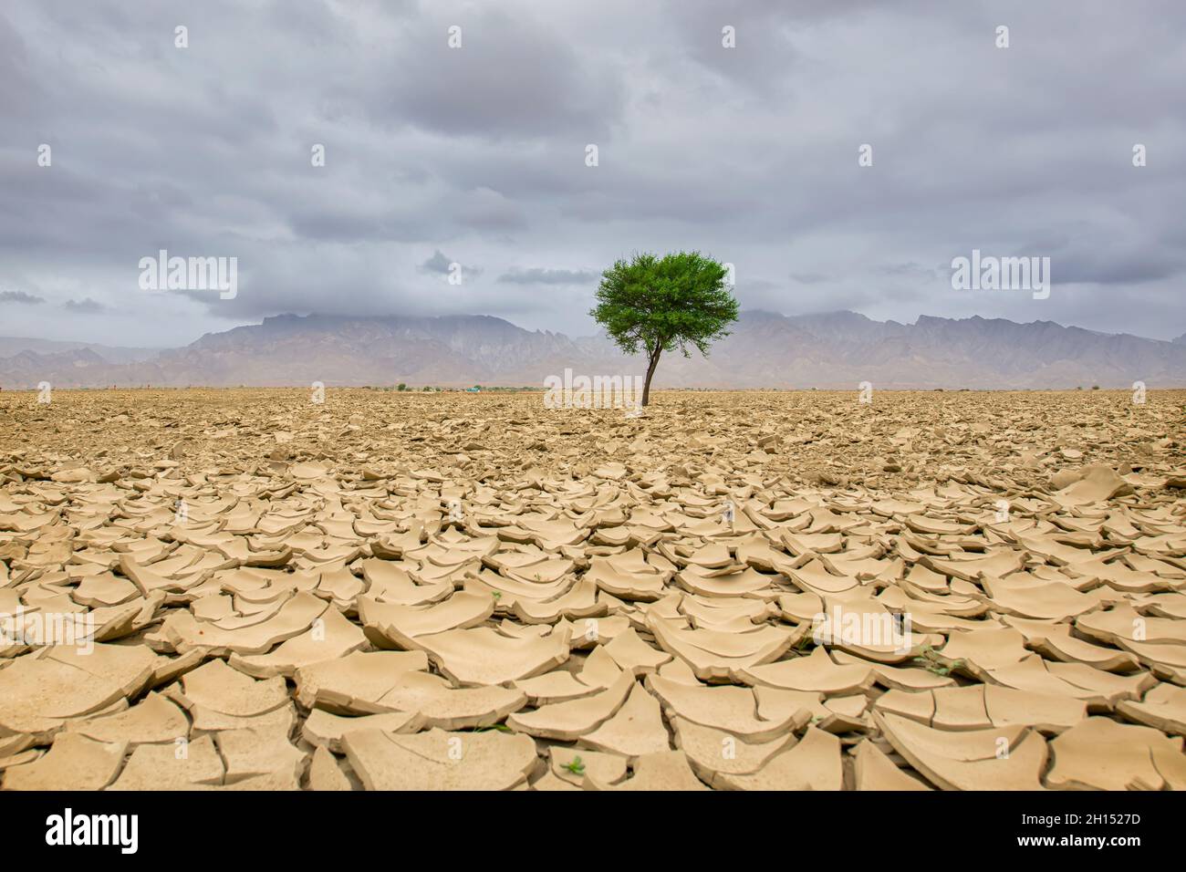 Un grand arbre vert solitaire dans le désert sec un concept pour le ...