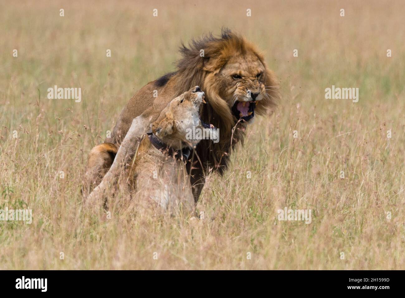 Une radio assemble la lionne, Panthera leo, luttant contre l'homme ...