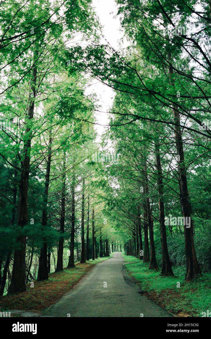 Plan vertical d'une route étroite entourée de verdure dans une forêt à ...