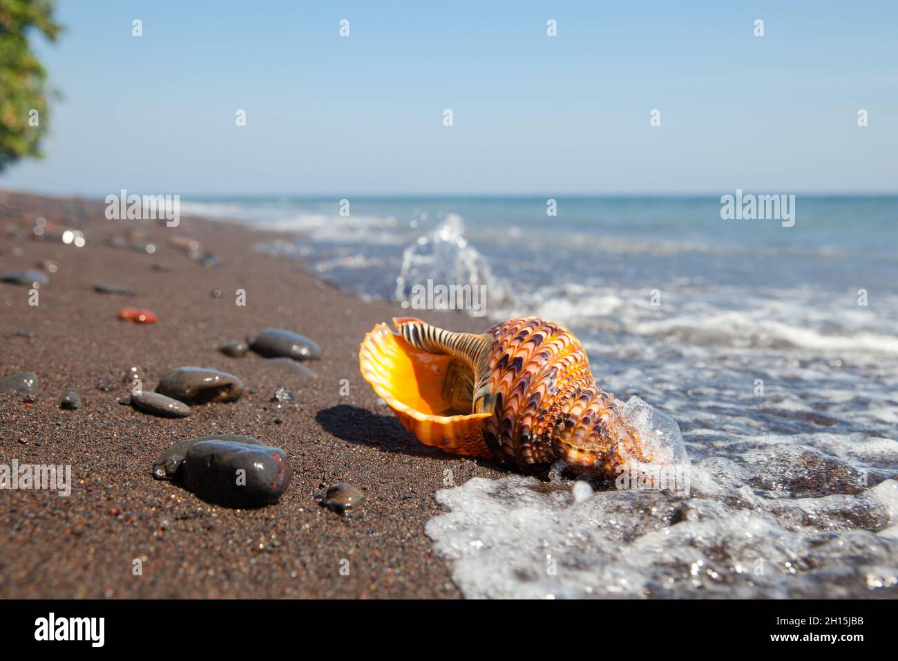 Gastéropodes marins Banque de photographies et d’images à haute ...