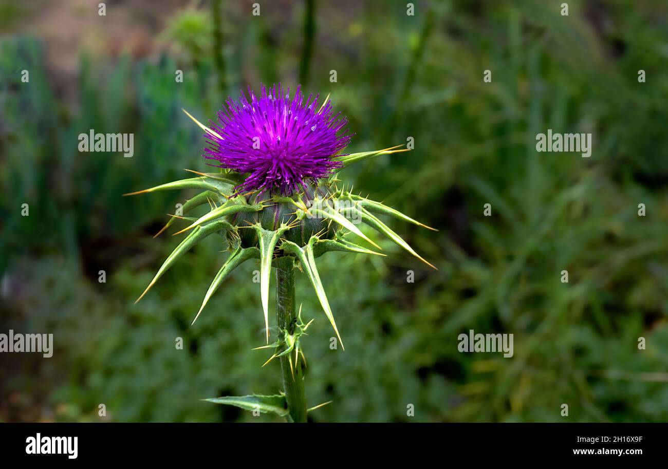 Chardon rose Banque d'image et photos - Alamy