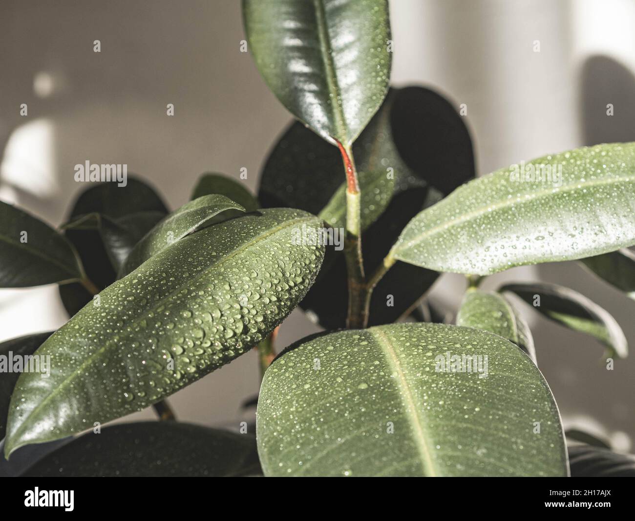 Ficus leaves Banque de photographies et d’images à haute résolution - Alamy
