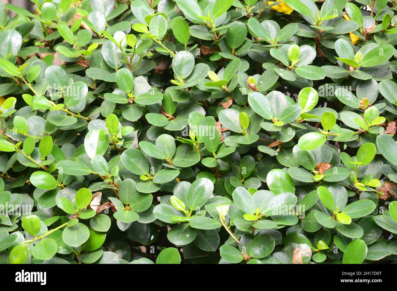 Photos haute résolution de plantes et de fleurs dans le jardin Photo ...