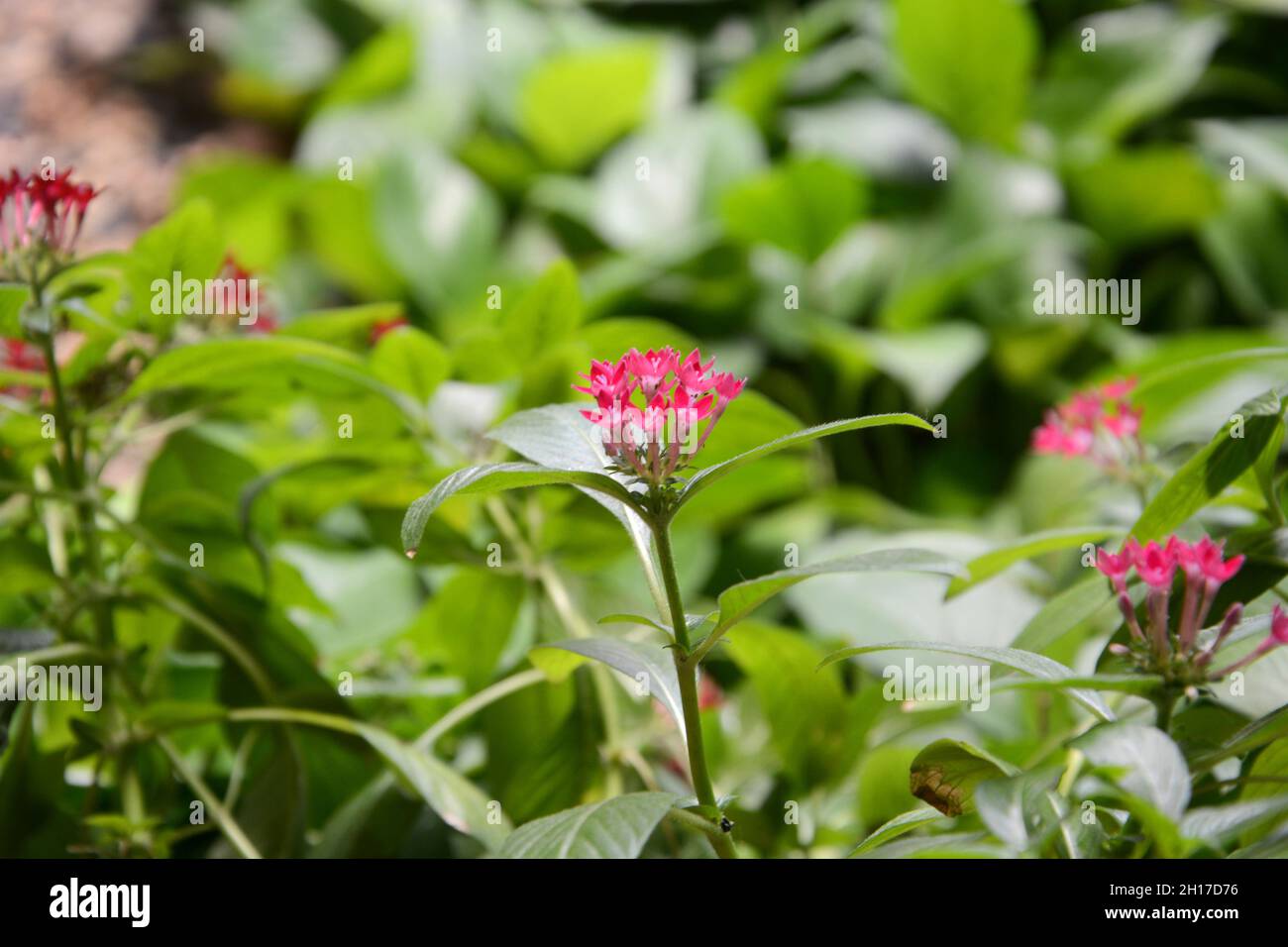 Image de fleurs haute résolution Banque de photographies et d’images à ...