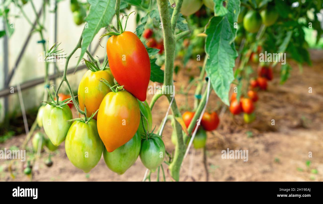 La culture de légumes à l'intérieur Banque de photographies et d’images ...