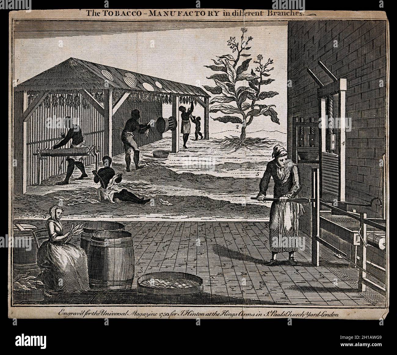 Tobacco plantation drawing Banque de photographies et d’images à haute ...