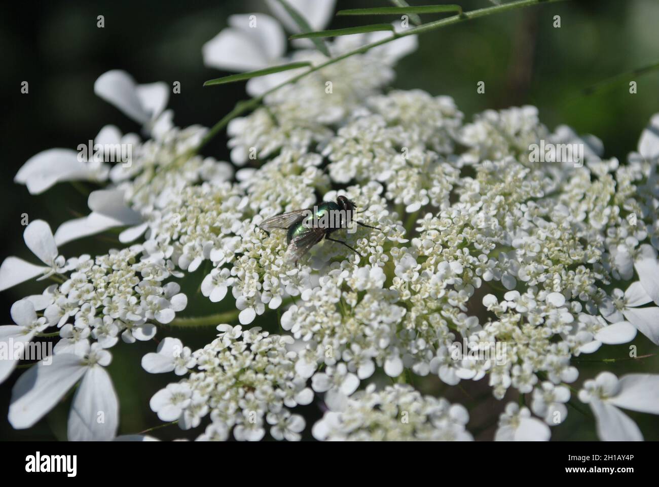 Fleur De Carotte Banque d'image et photos - Alamy