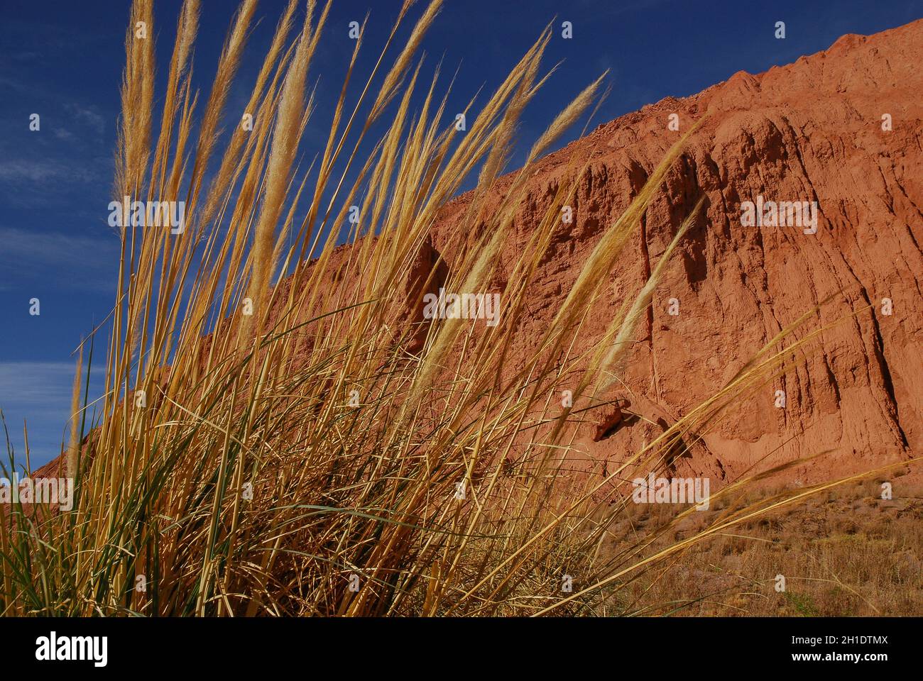 El ichu, paja brava o paja ichu es un pasto del altiplano andino ...