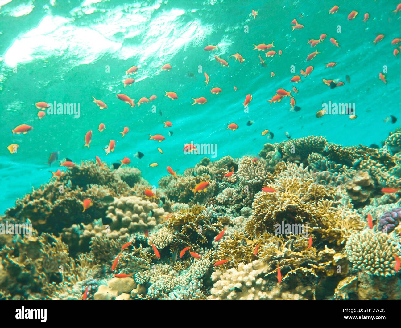Monde sous-marin. Les poissons de mer rouge. L'Égypte Photo Stock - Alamy