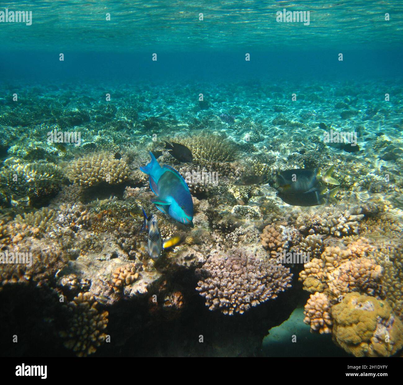 Monde sous-marin. Les poissons de mer rouge. L'Égypte Photo Stock - Alamy