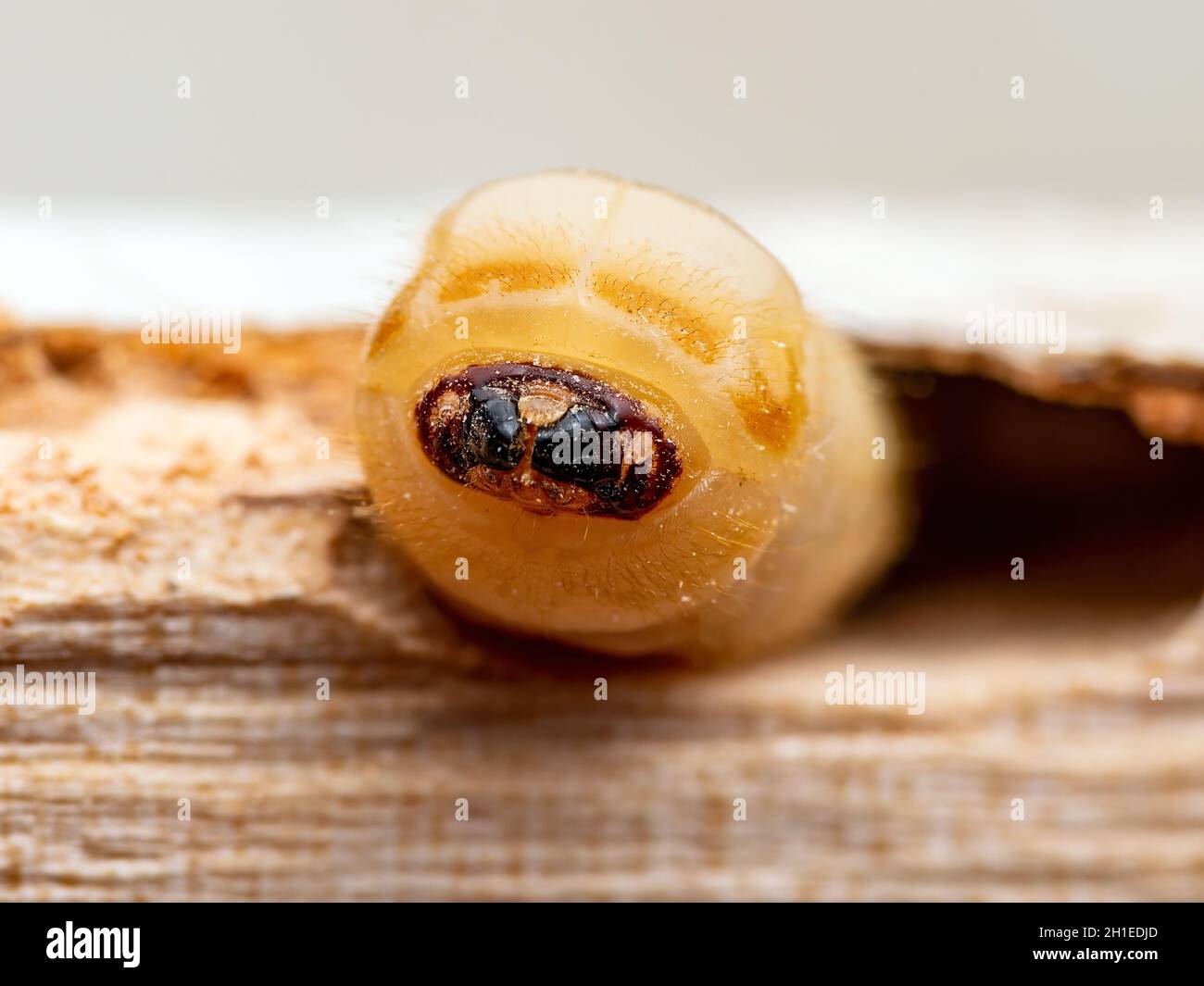 Ver du bois, écorce de bois ou couteau à bois Beetle Scolytinae ...