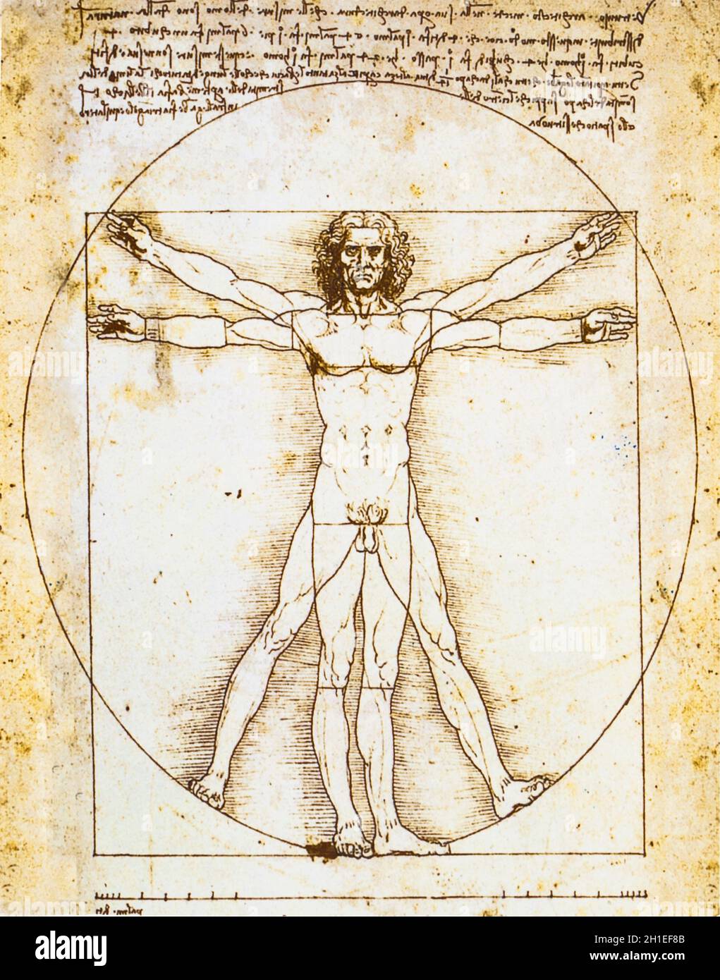 Leonardo da corps humain proportions renaissance Banque de ...