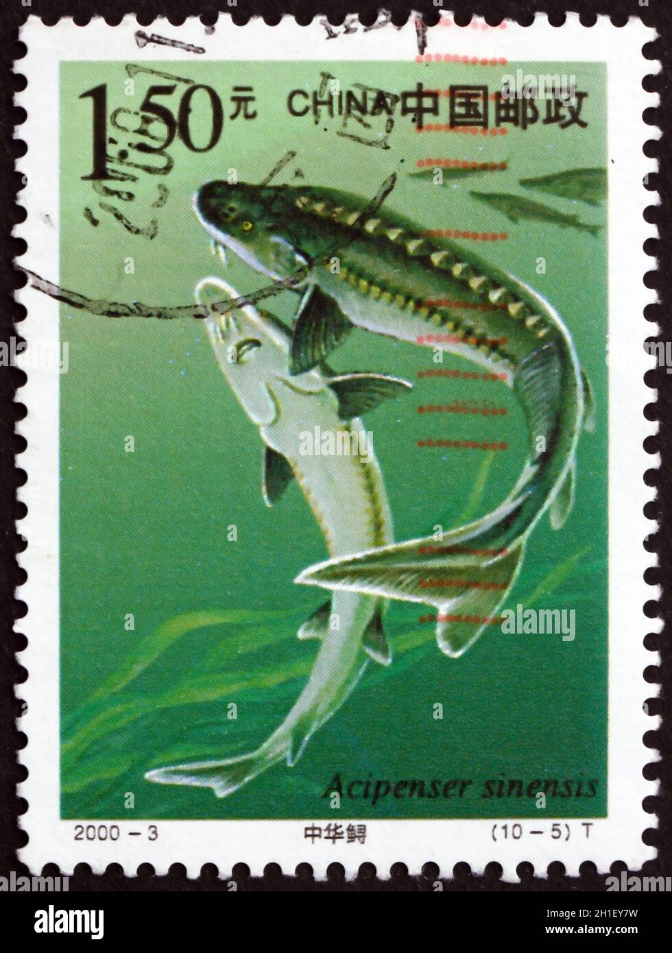 Acipenser sinensis Banque de photographies et d’images à haute ...