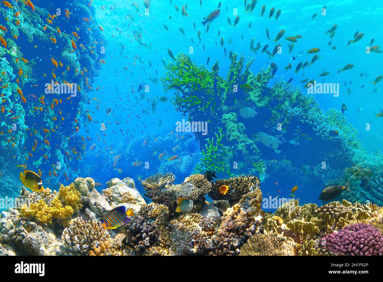 Monde sous-marin. Les poissons de mer rouge. L'Égypte Photo Stock - Alamy