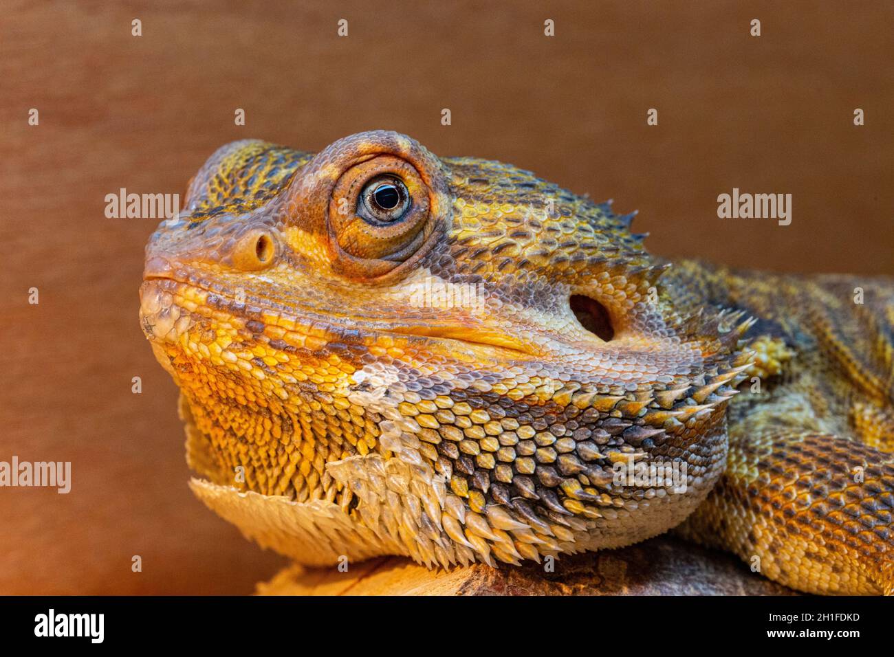 Dragon barbu mignon Banque de photographies et d’images à haute ...