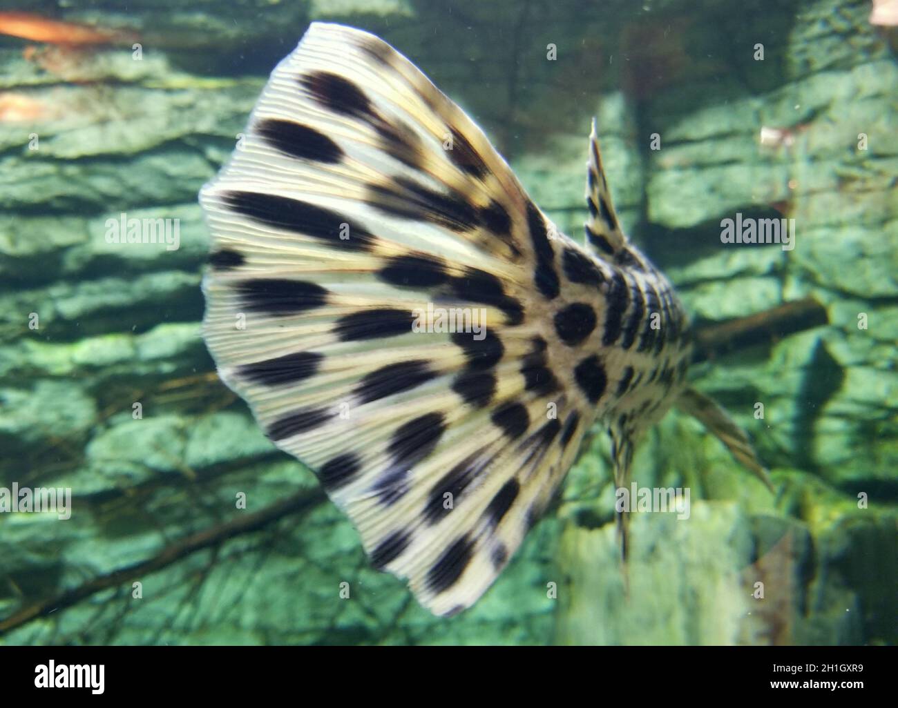 Gros plan du magnifique motif sur une queue d'un poisson alligator ...