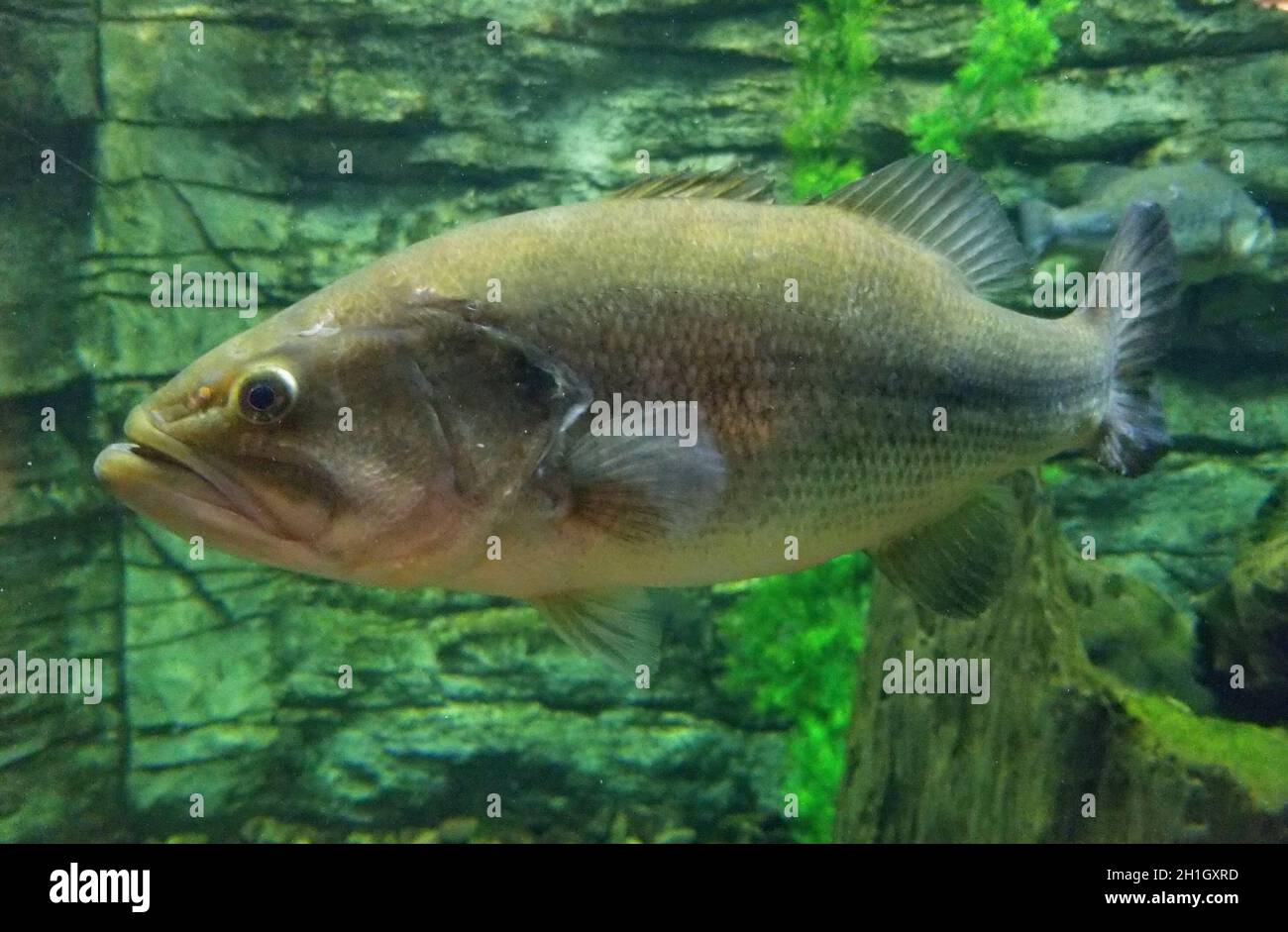 Largemouth bass Banque de photographies et d’images à haute résolution ...