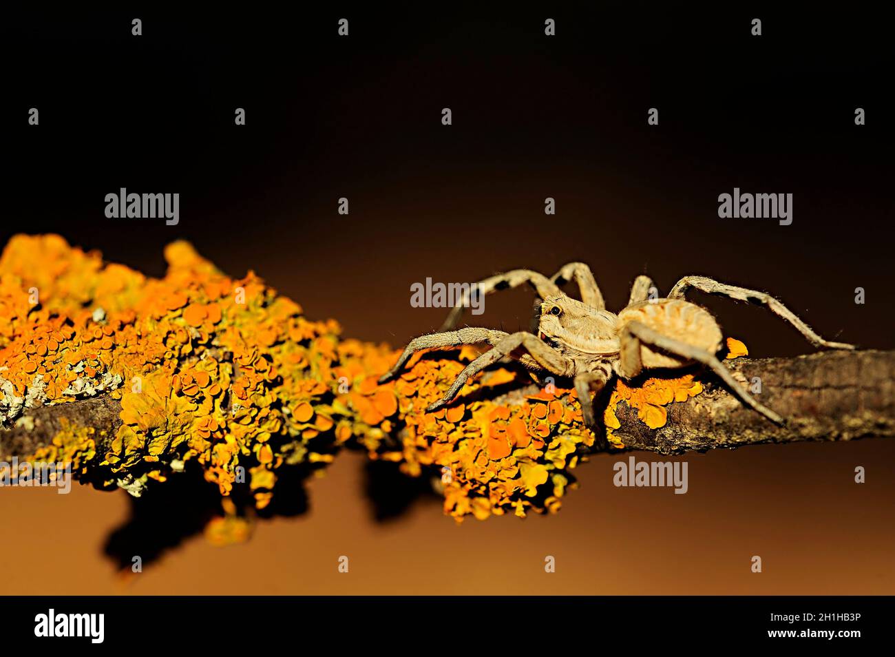 Wolf spider lycosa lycosidae Banque de photographies et d’images à ...