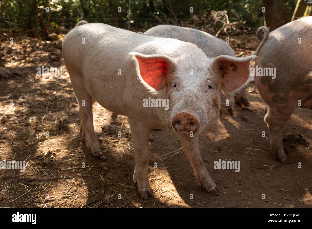 Cochons roses Banque de photographies et d’images à haute résolution ...