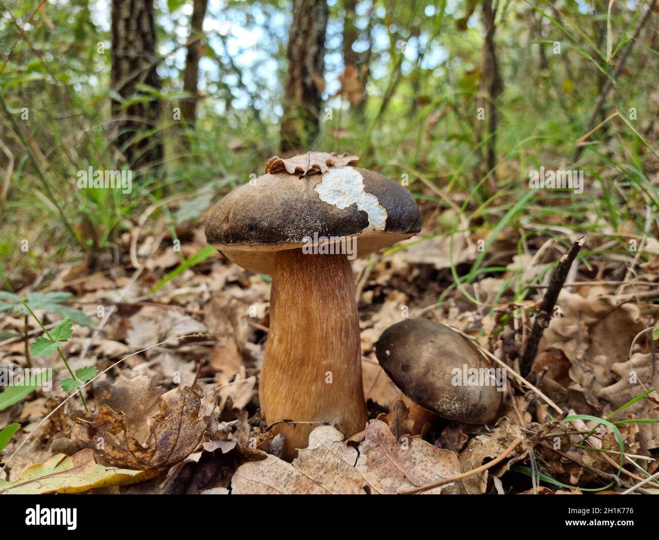 Champignon en forêt Banque de photographies et d’images à haute ...