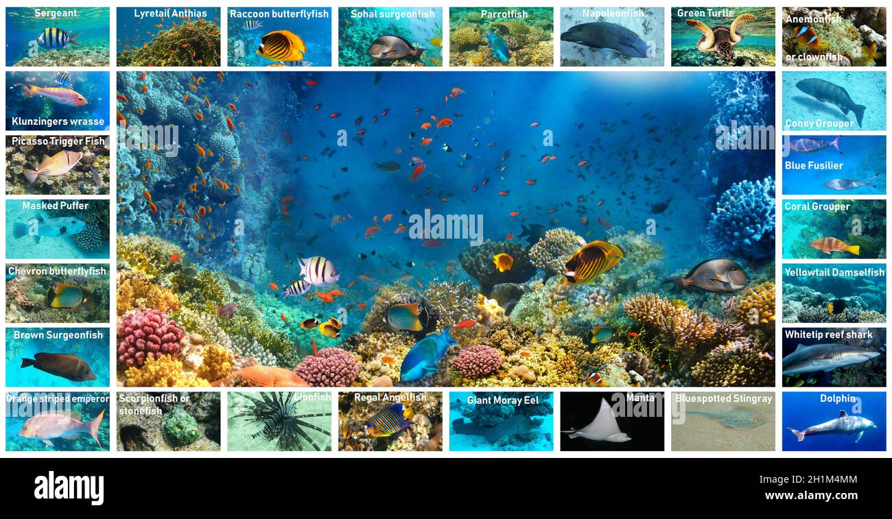 L'atlas sous-marin ou guide d'identification de la vie marine ...