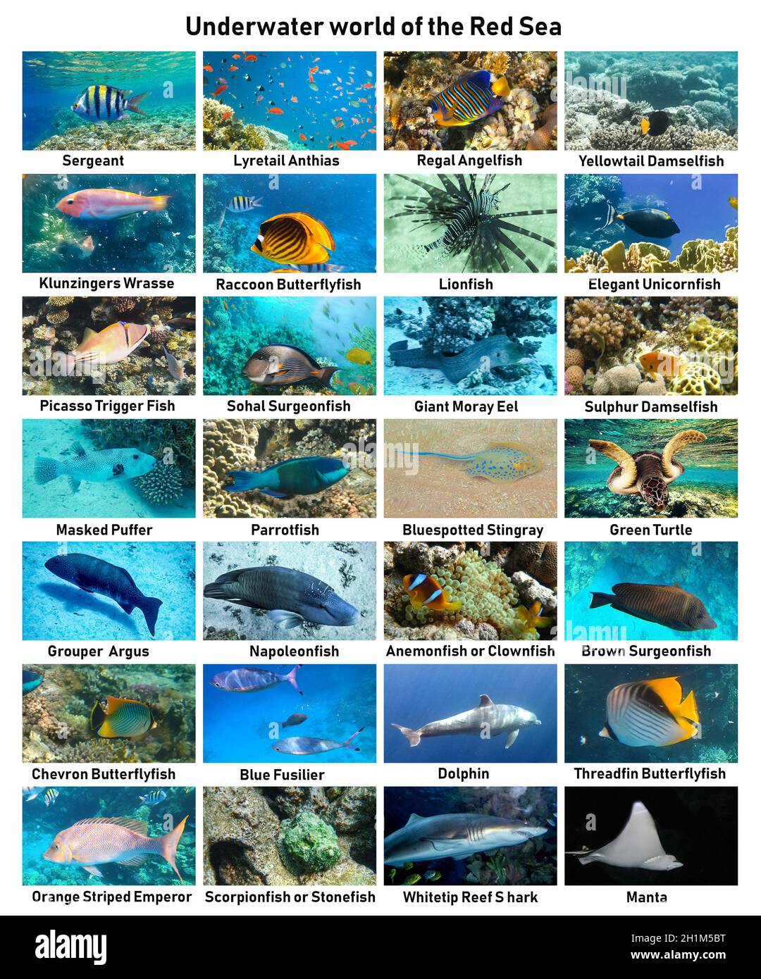 Egypte mer rouge Banque d'images détourées - Alamy