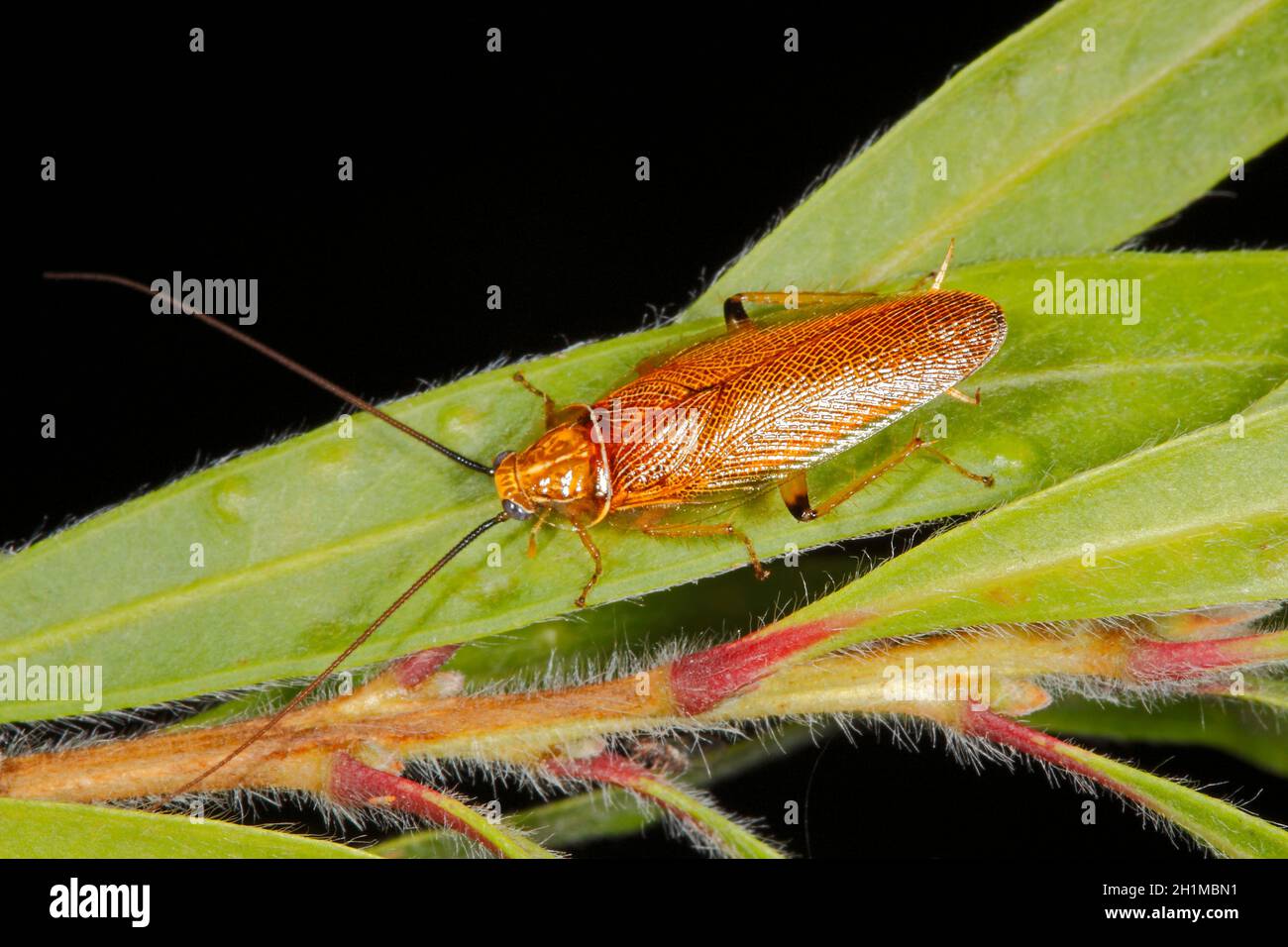Cafard australien Banque de photographies et d’images à haute ...