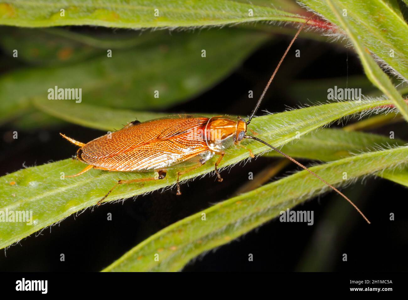 Cafard australien Banque de photographies et d’images à haute ...
