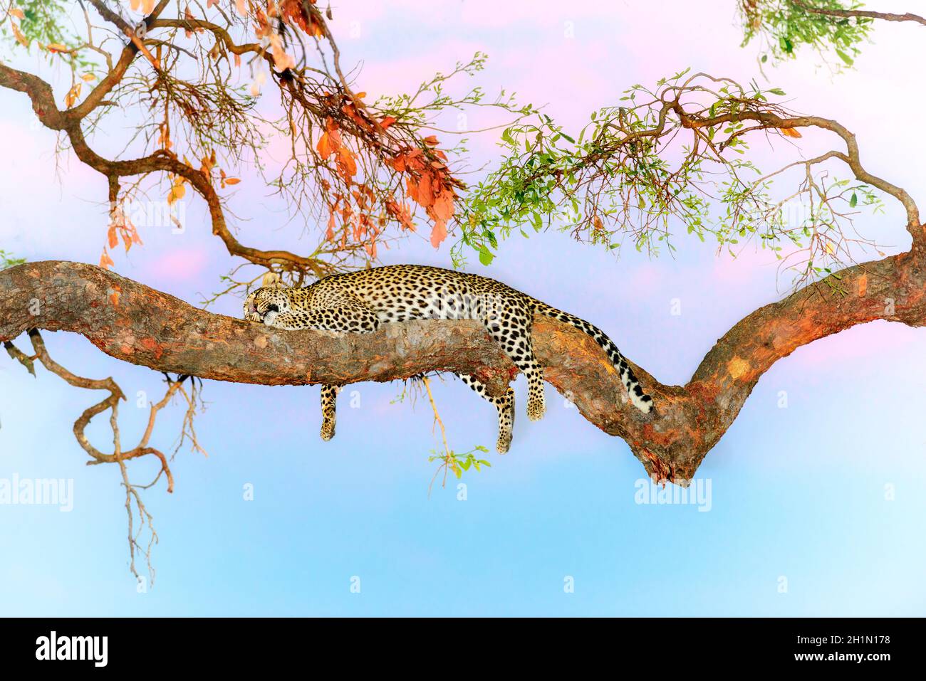 Léopard dans l'arbre Banque de photographies et d’images à haute ...