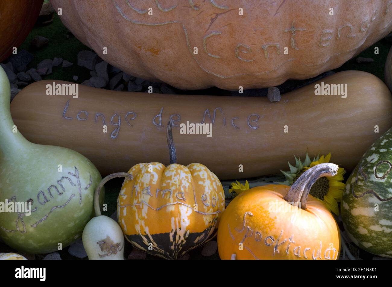 Gelbe kuerbisbluete Banque de photographies et d’images à haute ...