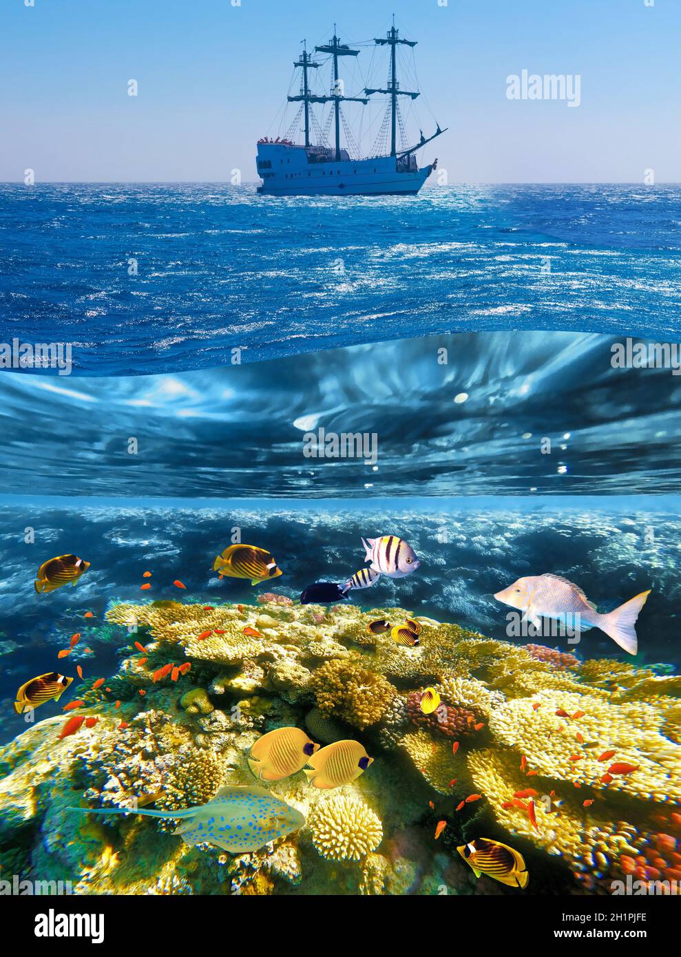 Poissons de la mer rouge Banque de photographies et d’images à haute ...