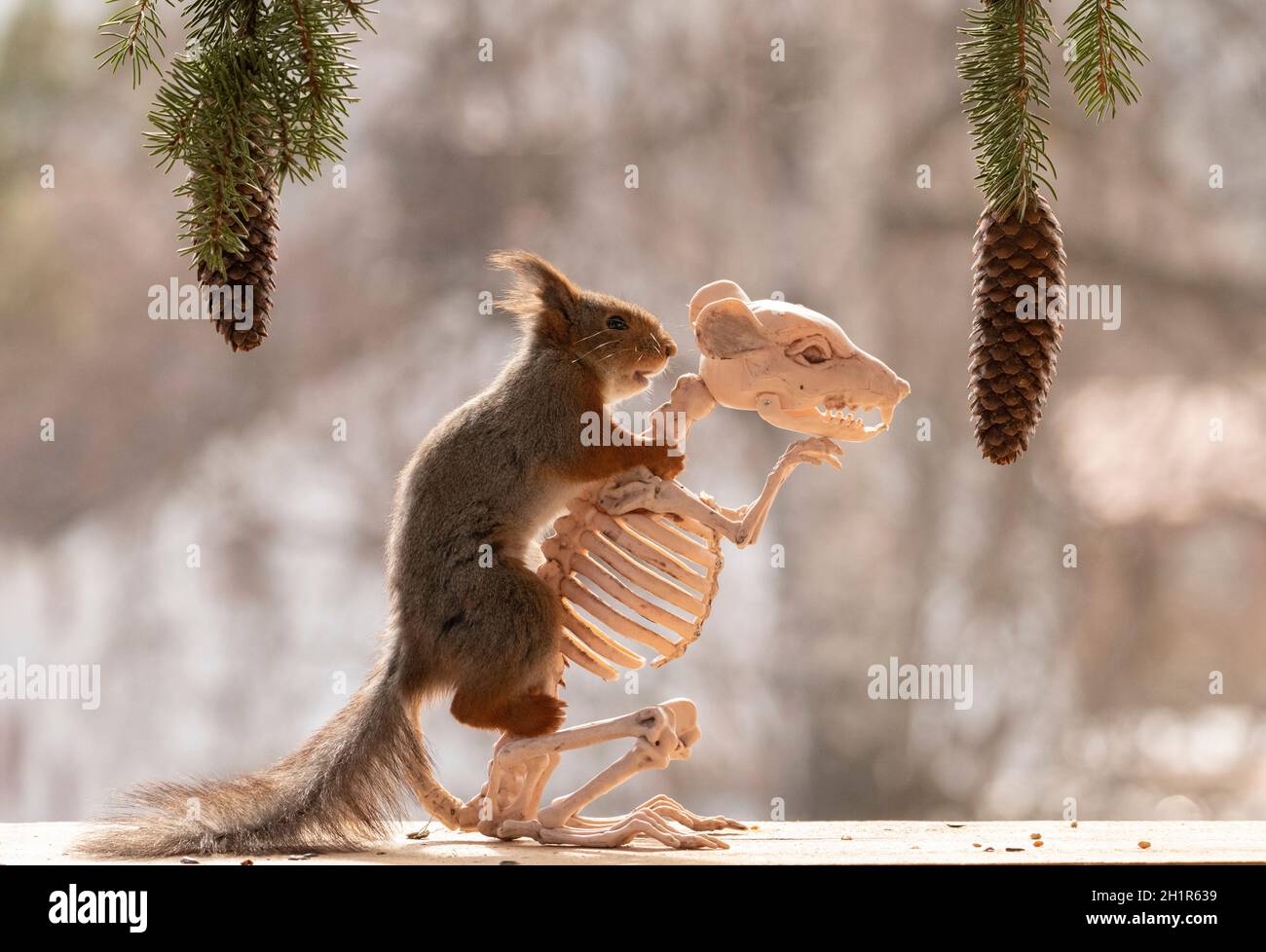 Squelette rat Banque de photographies et d’images à haute résolution ...