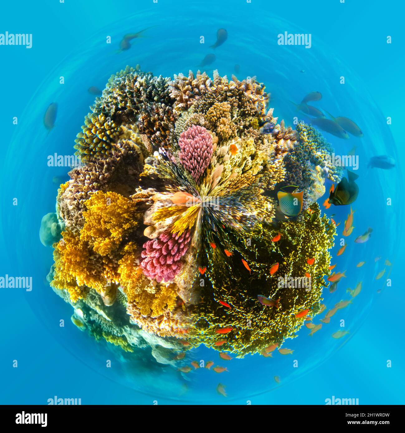 Monde sous-marin. Les poissons de mer rouge. L'Égypte Photo Stock - Alamy