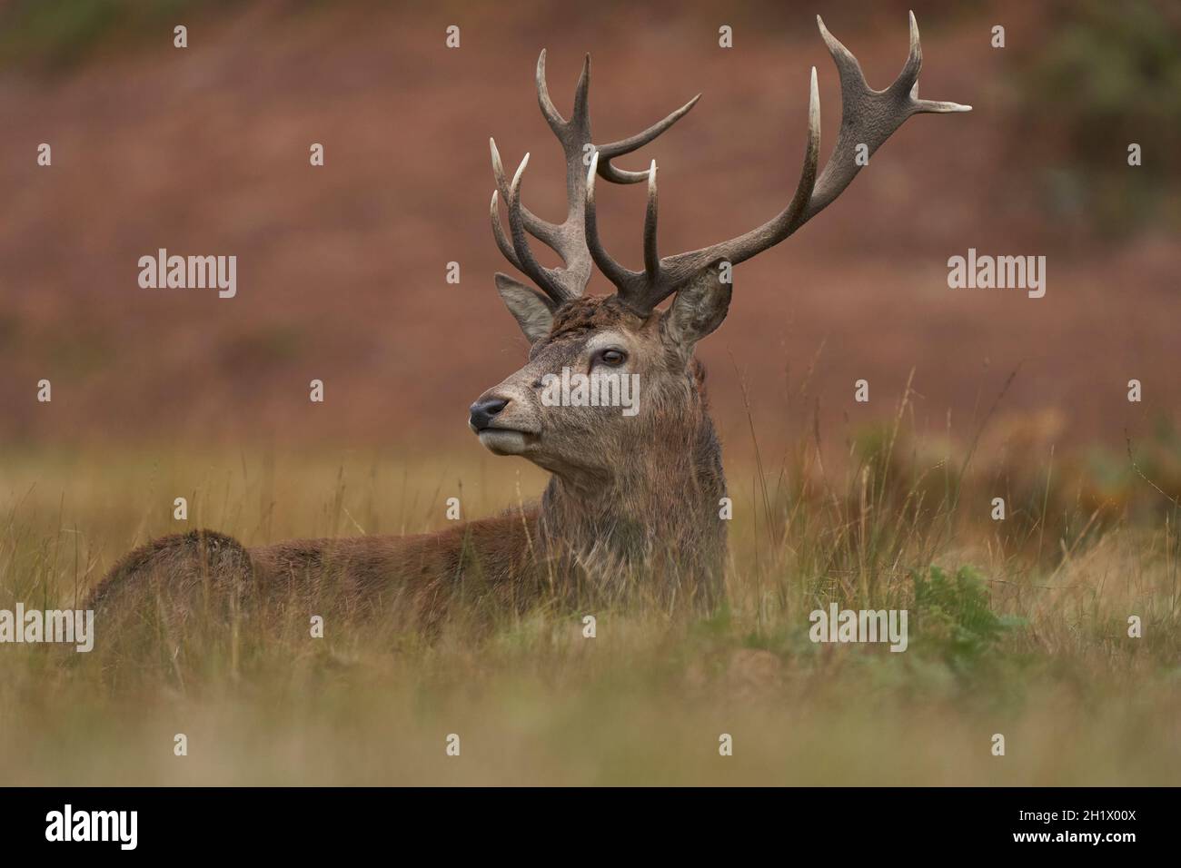 Droits d'accouplement des cerfs Banque de photographies et d’images à ...